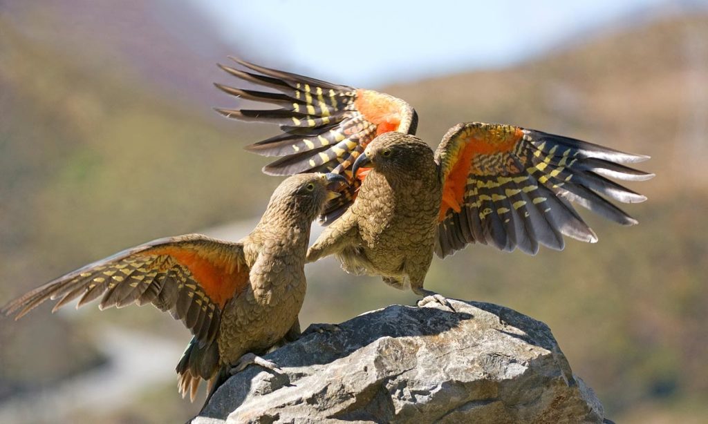 10 Facts About Kea - World's Facts