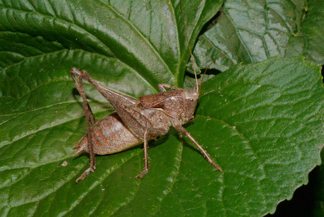 Top 10 Facts About Katydids - World's Facts