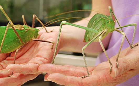 Top 10 Facts About Katydids - World's Facts