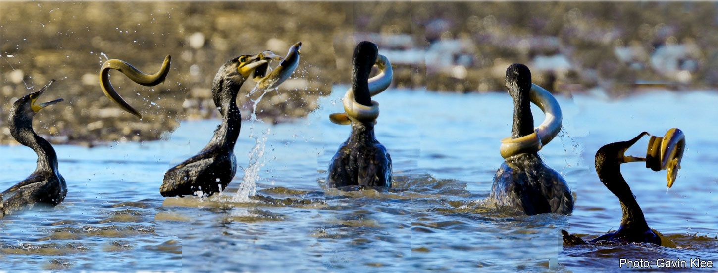 10 Facts About Kapiti Island - World's Facts