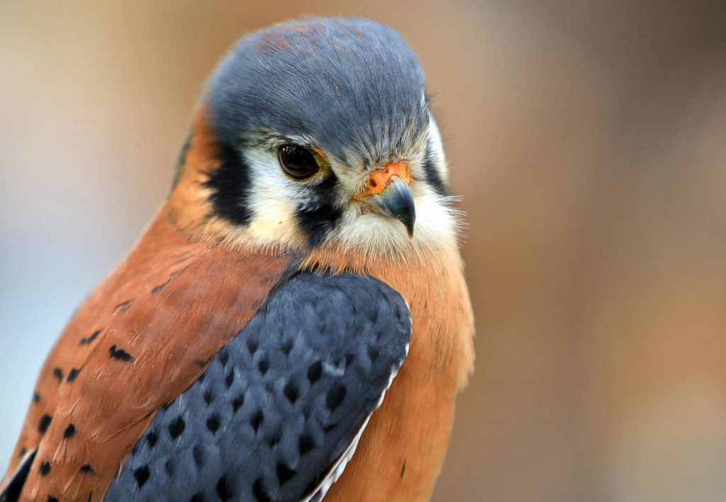 10 Facts About Kestrels - World's Facts