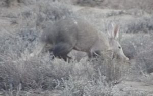 35 Interesting Facts about Aardvarks - World's Facts