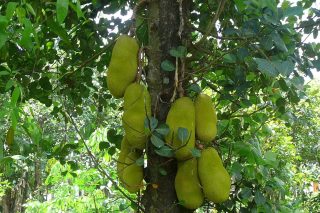36 Interesting Facts about Jackfruit - World's Facts