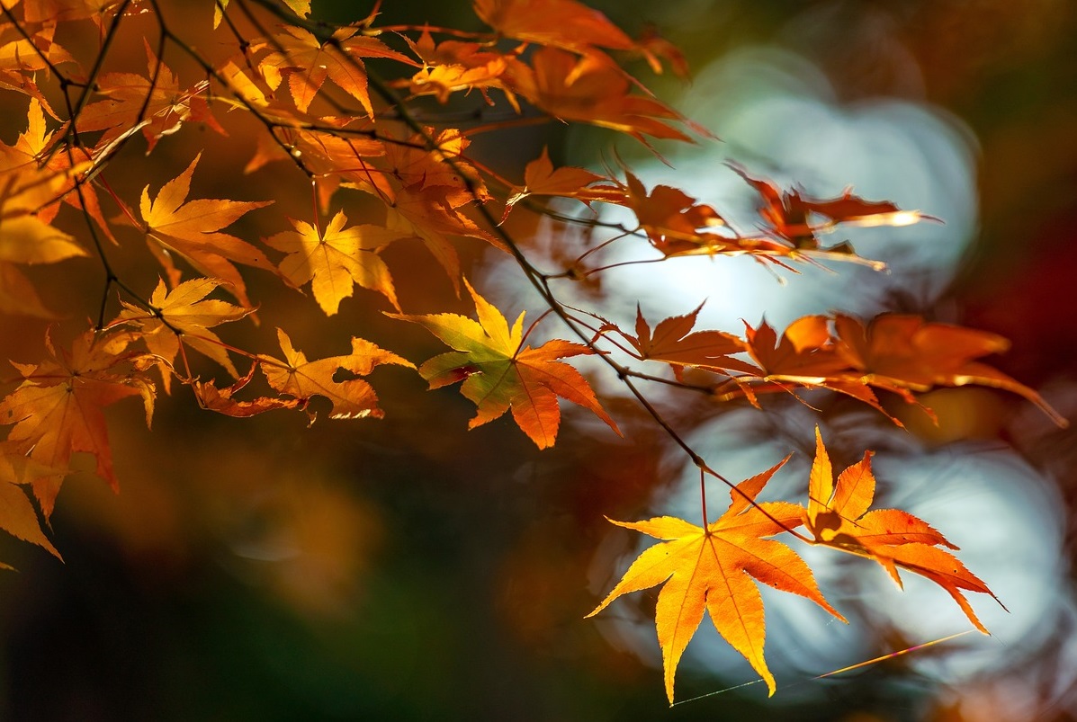 29 Interesting Facts about Japanese Maple Tree - World's Facts