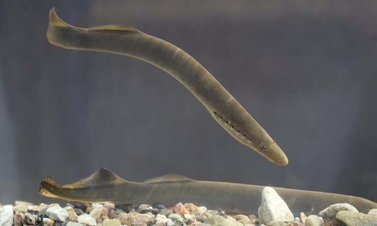 46 Interesting Facts about Jawless Fish - World's Facts