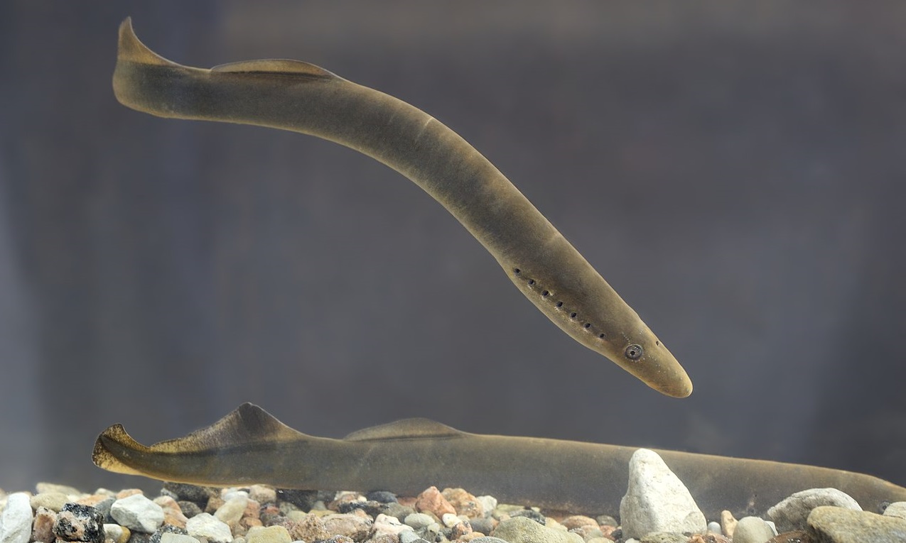 46 Interesting Facts about Jawless Fish - World's Facts
