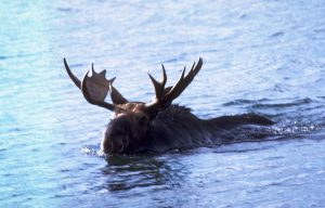 28 Interesting Facts about Isle Royale National Park - World's Facts