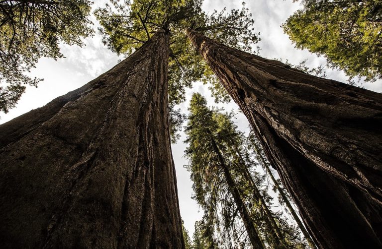 42 Interesting Facts about Sequoia National Park - World's Facts