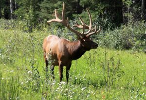 54 Interesting Facts about Banff National Park - World's Facts