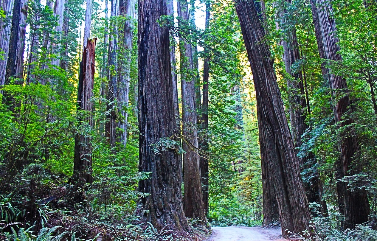 32 Interesting Facts about Redwood National Park - World's Facts