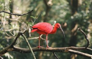 34 Interesting Facts about Ibis - World's Facts