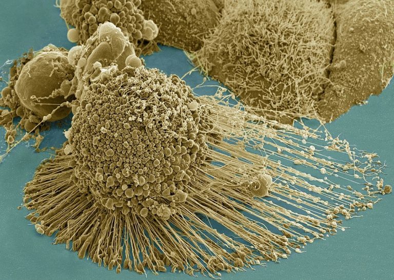 20 Interesting Facts about Immortal Cells - World's Facts