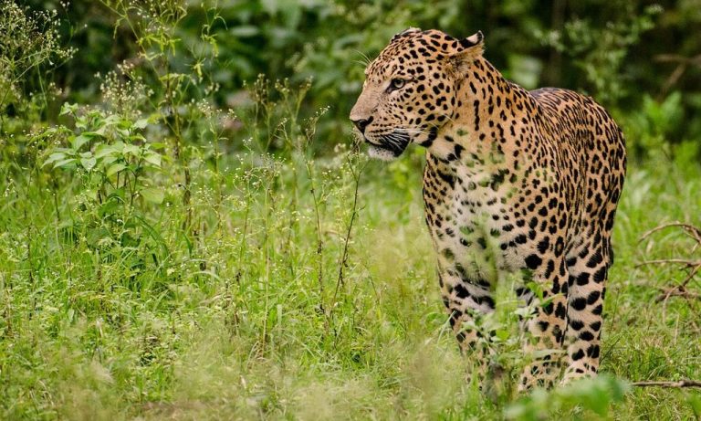 27 Interesting Facts about Indian Leopard - World's Facts