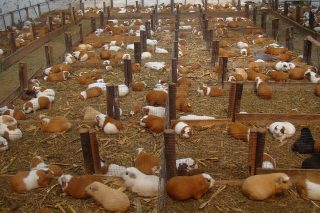 15 Interesting Facts about Inca Food - World's Facts