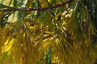 25 Interesting Facts about Incense Cedar - World's Facts
