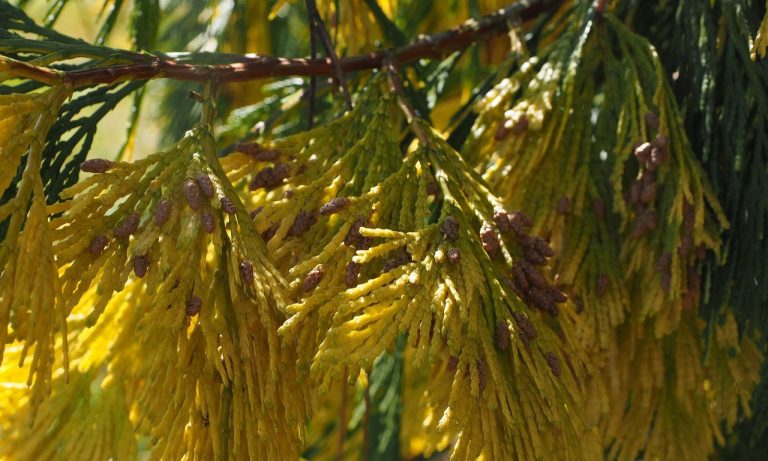 25 Interesting Facts about Incense Cedar - World's Facts