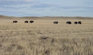 18 Interesting Facts about Interior Plains Canada - World's Facts