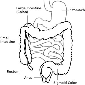 24 Interesting Facts about Intestines - World's Facts