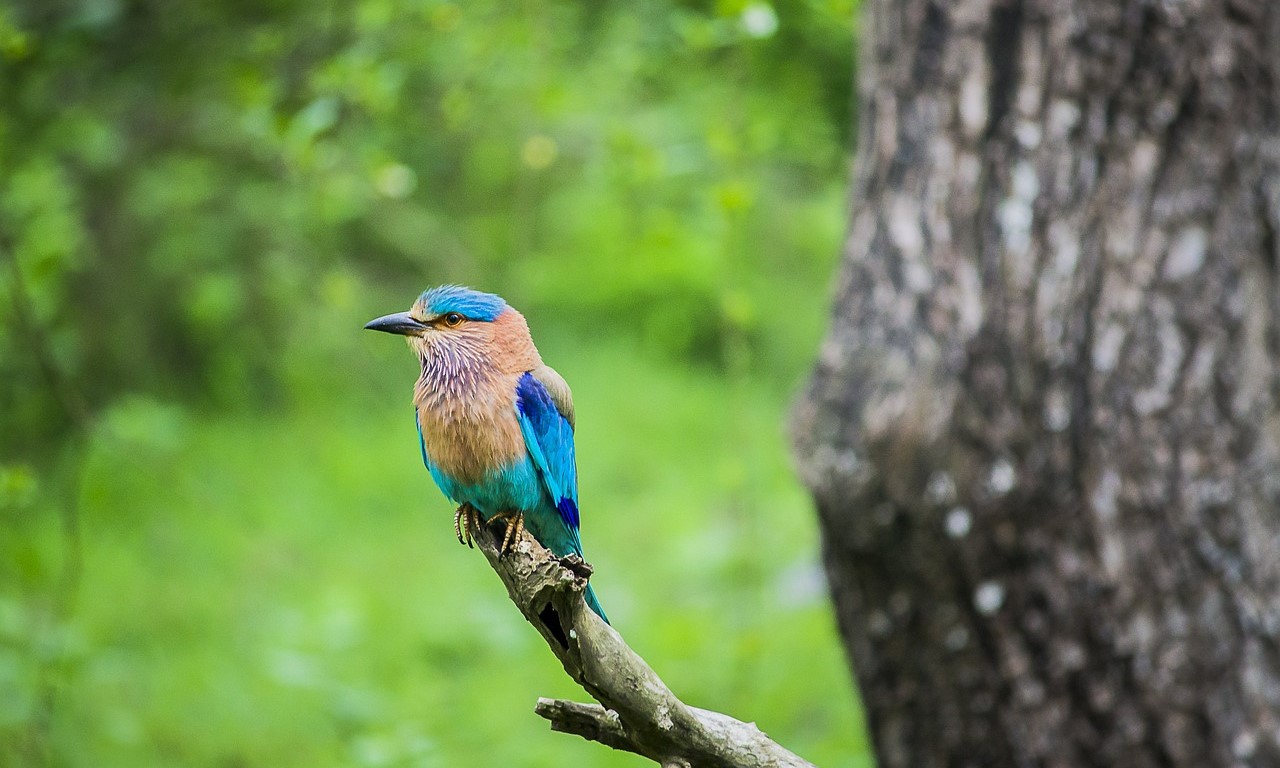 27 Interesting Facts about Indian Roller - World's Facts