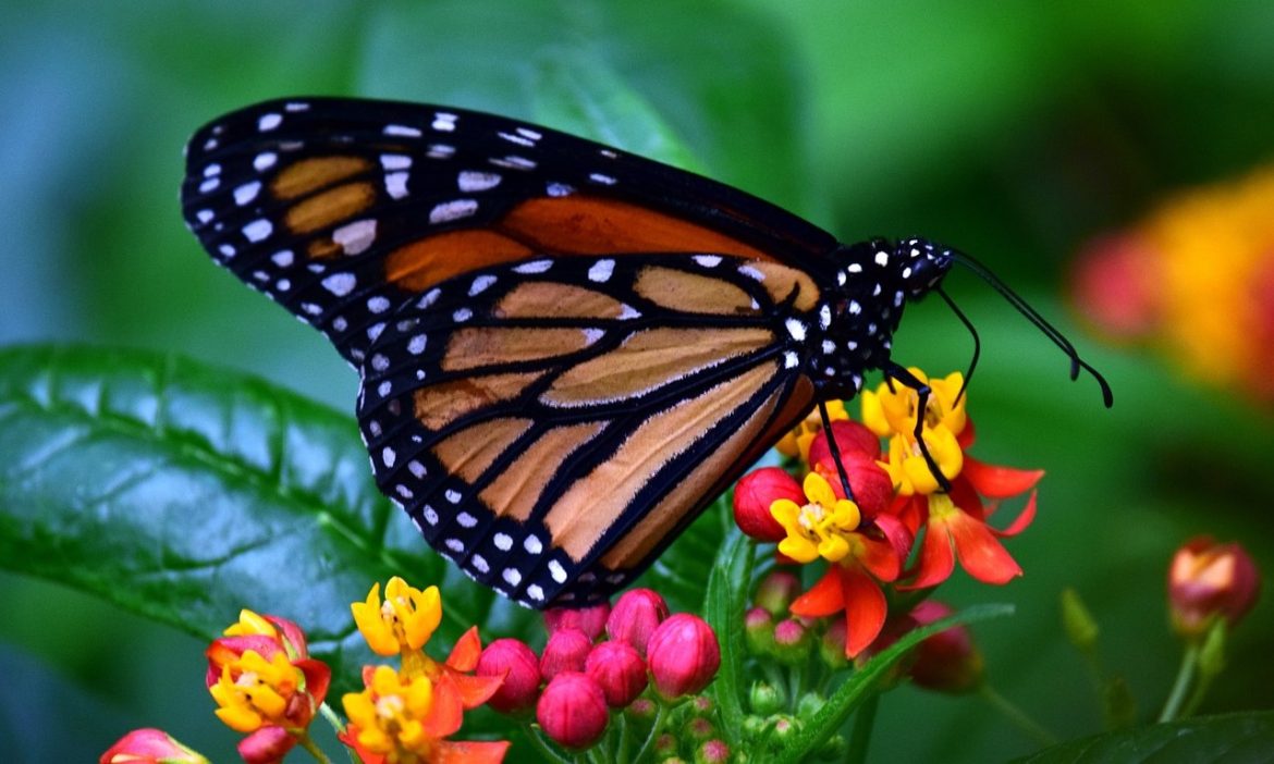 31 Interesting Facts about Insects - World's Facts