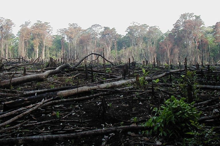 19 Interesting Facts about Habitat Loss - World's Facts