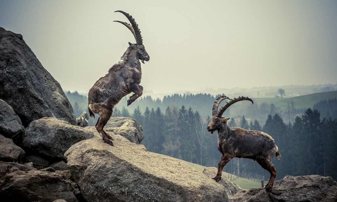 30 Interesting Facts about Ibex - World's Facts