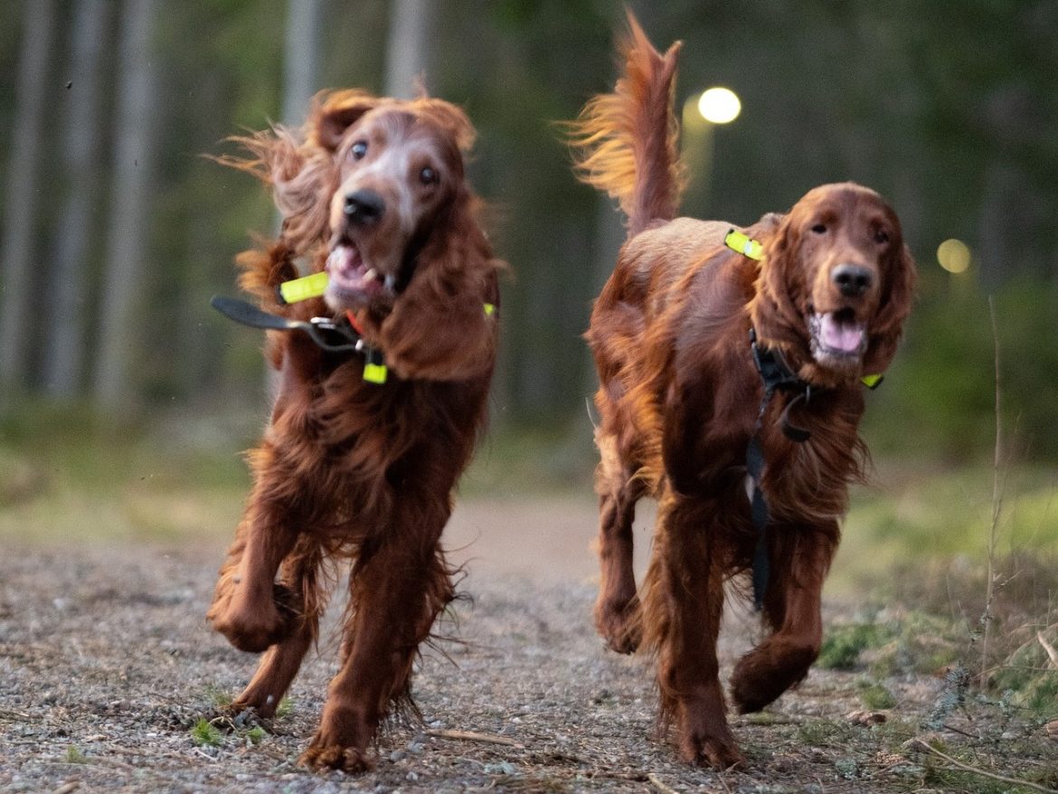 27 Interesting Facts about Irish Setters - World's Facts