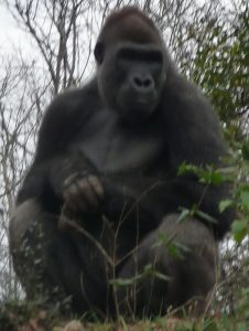 12 Interesting Facts about Ivan the Gorilla - World's Facts