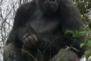 12 Interesting Facts about Ivan the Gorilla - World's Facts