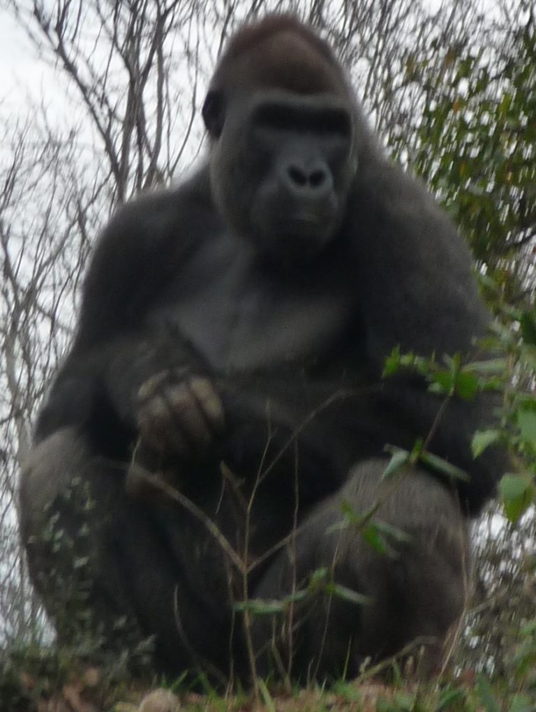 12 Interesting Facts about Ivan the Gorilla - World's Facts