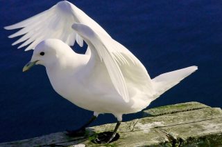 23 Interesting Facts about Ivory Gulls - World's Facts