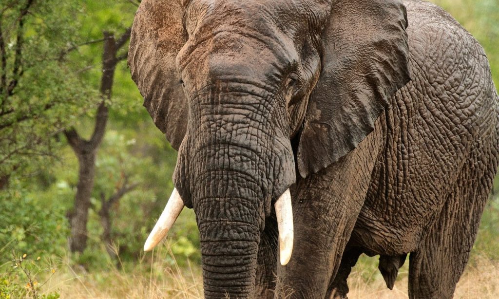 29 Interesting Facts about Ivory - World's Facts