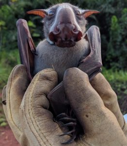 29 Interesting Facts about Hammerhead Bats - World's Facts