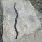 31 Interesting Facts about Hammerhead Worms - World's Facts