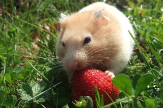 33 Interesting Facts about Hamsters - World's Facts