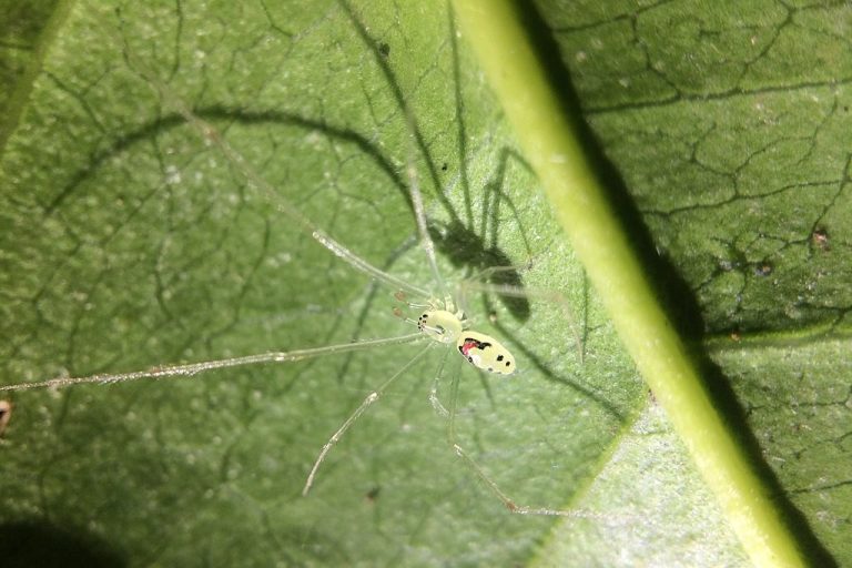 30 Interesting Facts about Happy Face Spiders - World's Facts