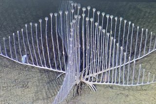 23 Interesting Facts about Harp Sponges - World's Facts