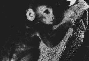 13 Interesting Facts about Harry Harlow - World's Facts