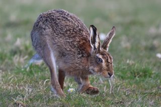 37 Interesting Facts about Hares - World's Facts