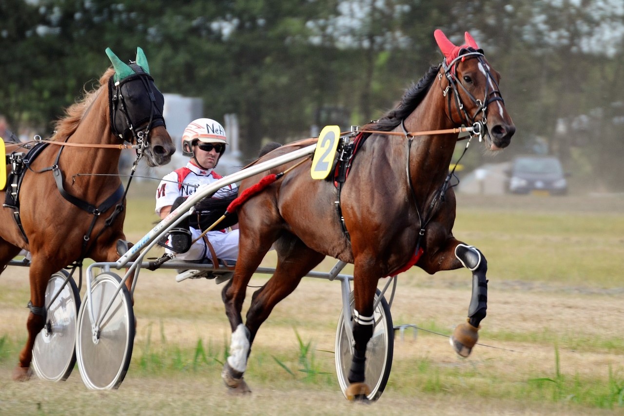 31 Interesting Facts about Harness - World's Facts