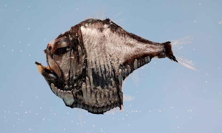 25 Interesting Facts about Hatchetfish - World's Facts