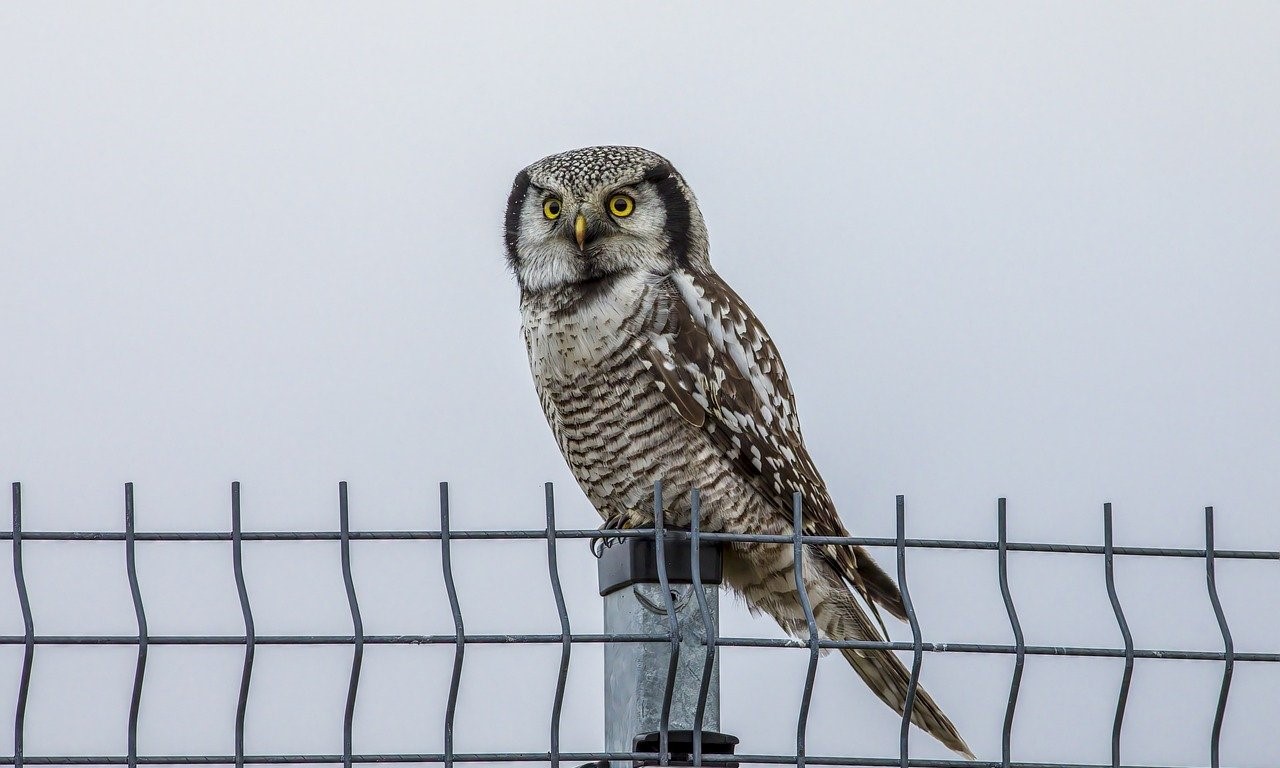 27 Interesting Facts about Hawk Owl - World's Facts