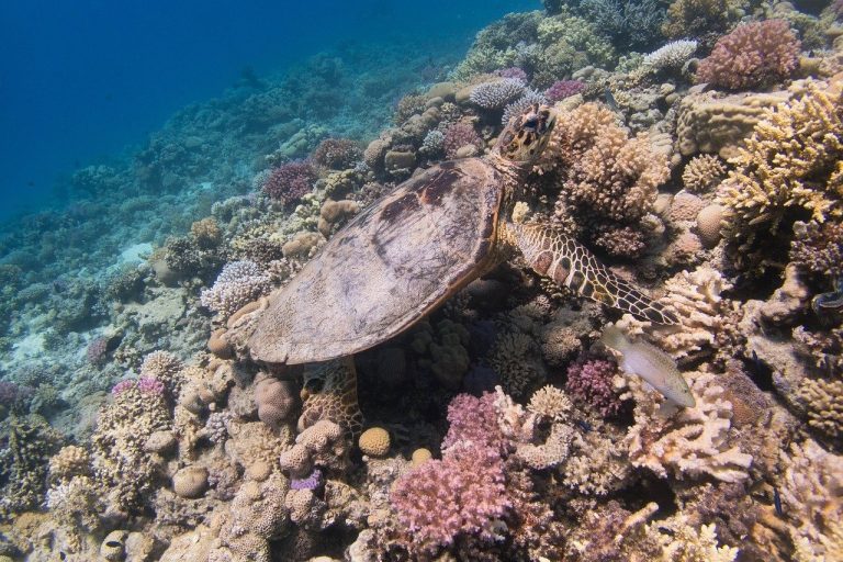 31 Interesting Facts about Hawksbill Sea Turtles - World's Facts