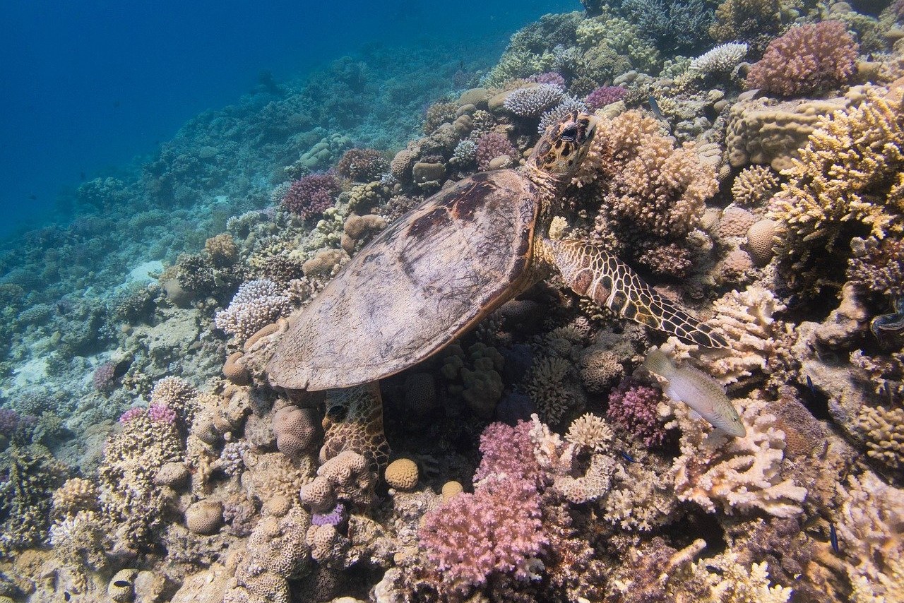 31 Interesting Facts about Hawksbill Sea Turtles - World's Facts