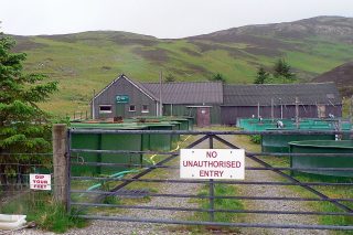 21 Interesting Facts about Hatchery - World's Facts