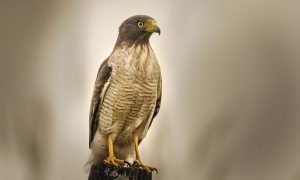 30 Interesting Facts about Hawk Birds - World's Facts