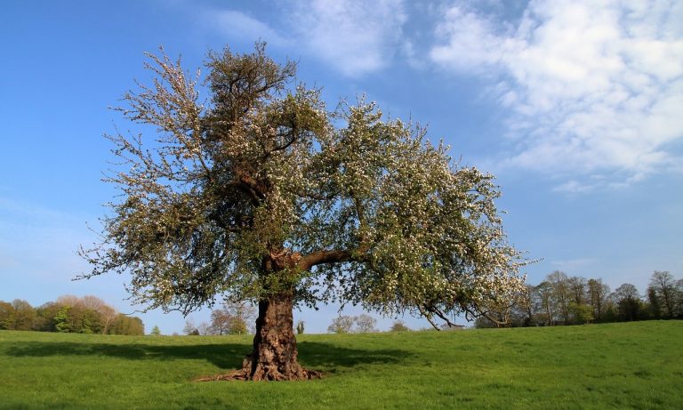 32 Interesting Facts about Hawthorn Trees - World's Facts