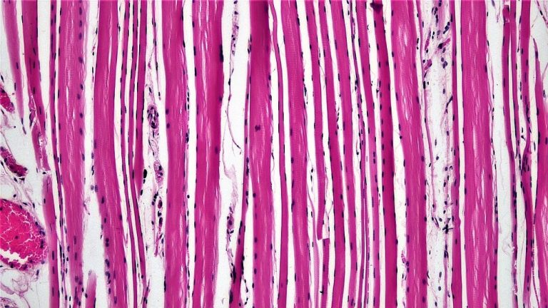24 Interesting Facts about Heart Muscle - World's Facts