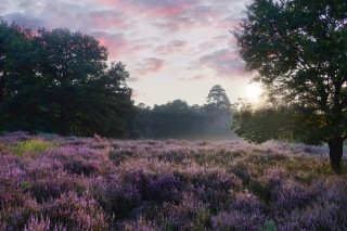 25 Interesting Facts about Heathlands - World's Facts