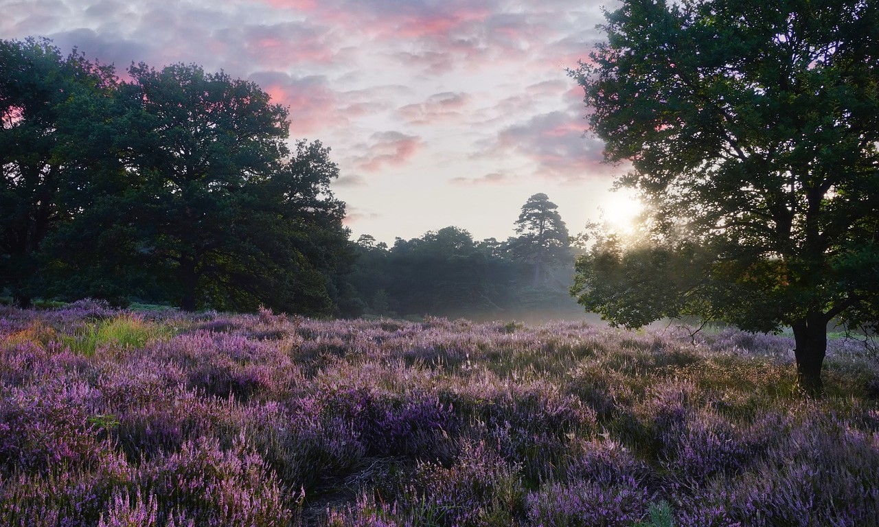 25 Interesting Facts about Heathlands - World's Facts